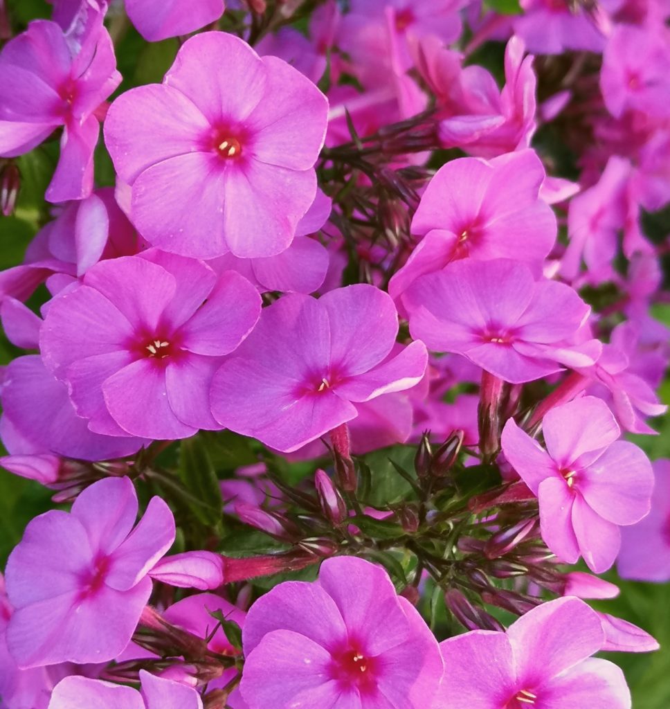 Aedfloks 'Flame Pink' Phlox paniculata - Rannamäe Puukool