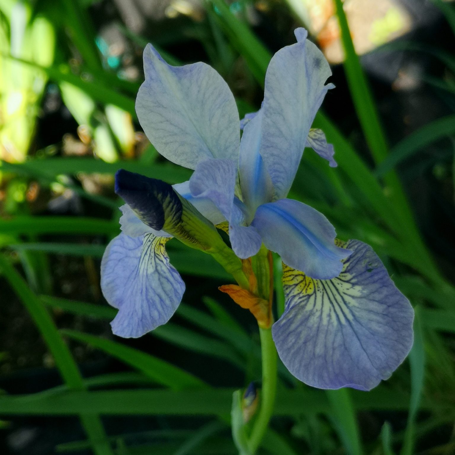 Siberi iiris'Perry`s Blue'Iris sibirica - Rannamäe Puukool