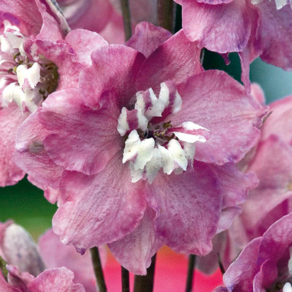 Aed-kukekannus 'Magic Fountains Deep Rose White Bee' Delphinium x cultorum - Rannamäe Puukool