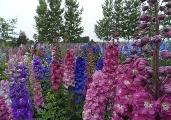Aed-kukekannus 'Magic Fountains Deep Rose White Bee' Delphinium x cultorum - Rannamäe Puukool