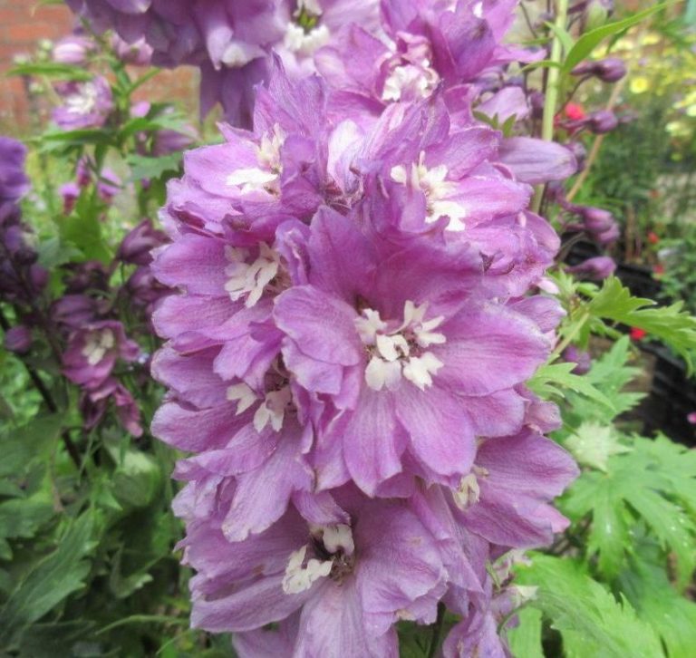 Aed-kukekannus 'Magic Fountains Deep Rose White Bee' Delphinium x cultorum - Rannamäe Puukool