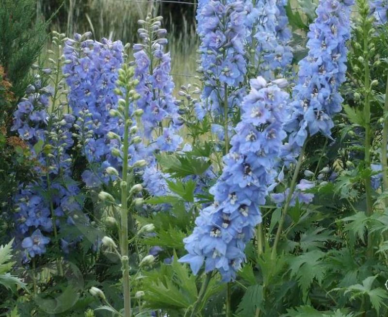 Aed-kukekannus 'Magic Fountains Sky Blue White Bee' Delphinium x cultorum - Rannamäe Puukool