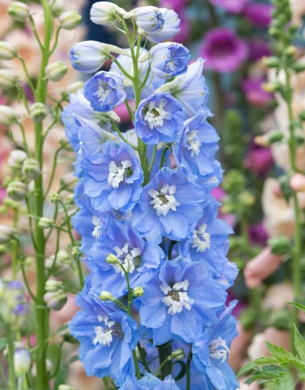 Aed-kukekannus 'Magic Fountains Sky Blue White Bee' Delphinium x cultorum - Rannamäe Puukool