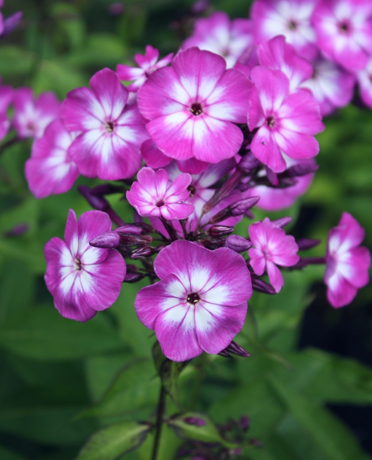 Aedfloks 'Laura' Phlox paniculata - Rannamäe Puukool