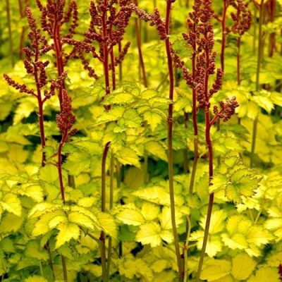 Astilbe 'Color Flash Lime' Astilbe x arendsii - Rannamäe Puukool