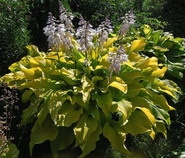 Hosta 'Sun Power' Hosta - Rannamäe Puukool