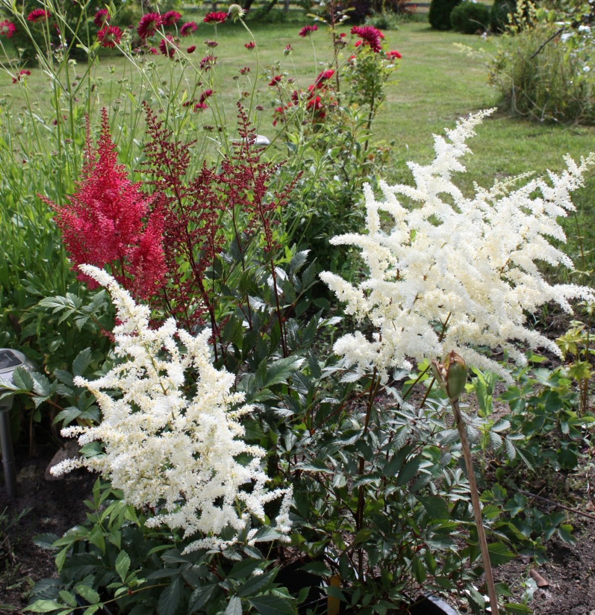 Jaapani astilbe 'Ellie' Astilbe japonica - Rannamäe Puukool