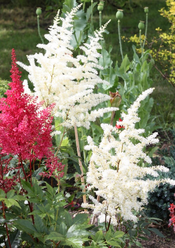 Jaapani astilbe 'Ellie' Astilbe japonica - Rannamäe Puukool