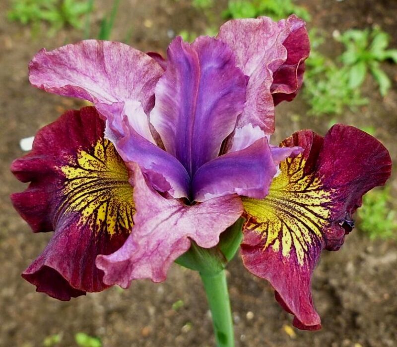 Siberi iiris'Miss Apple'Iris sibirica - Rannamäe Puukool