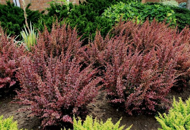 Thunbergi kukerpuu'Rose Glow'Berberis thunbergii - Rannamäe Puukool