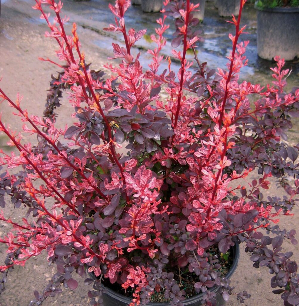 Thunbergi kukerpuu'Rose Glow'Berberis thunbergii - Rannamäe Puukool