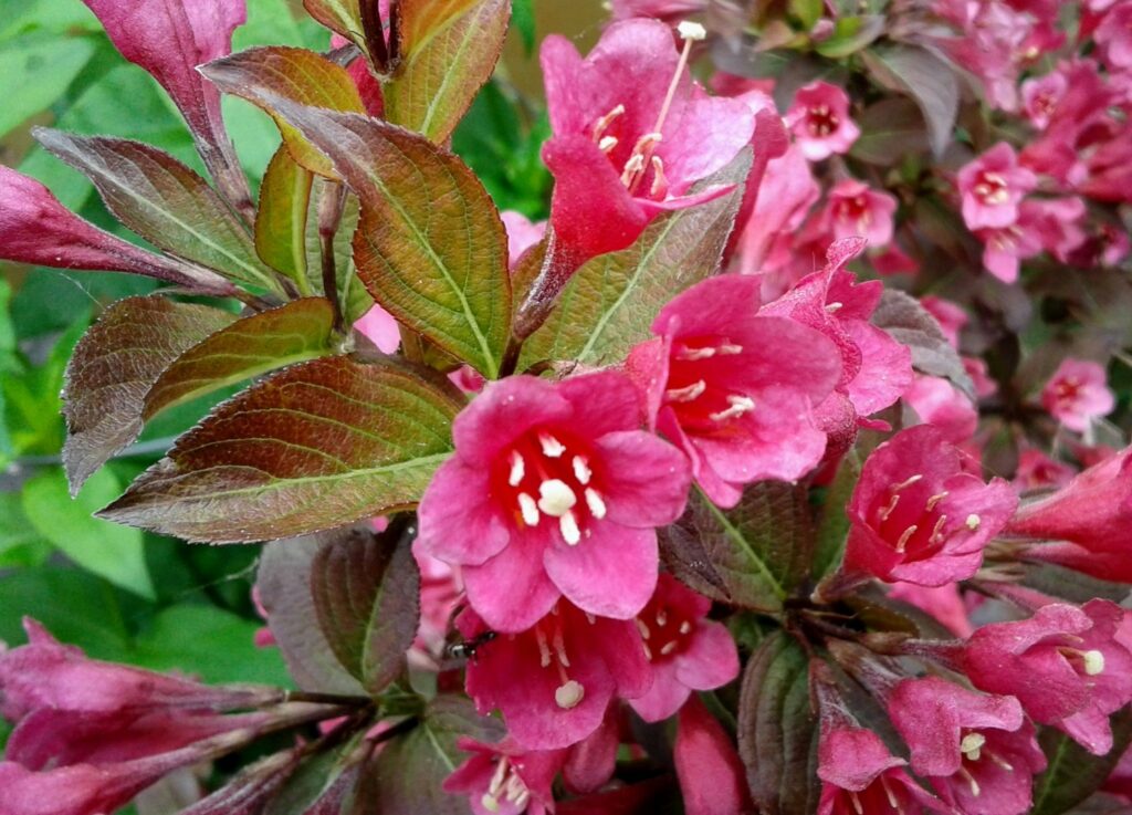 Kaunis veigela'Rumba'Weigela florida - Rannamäe Puukool